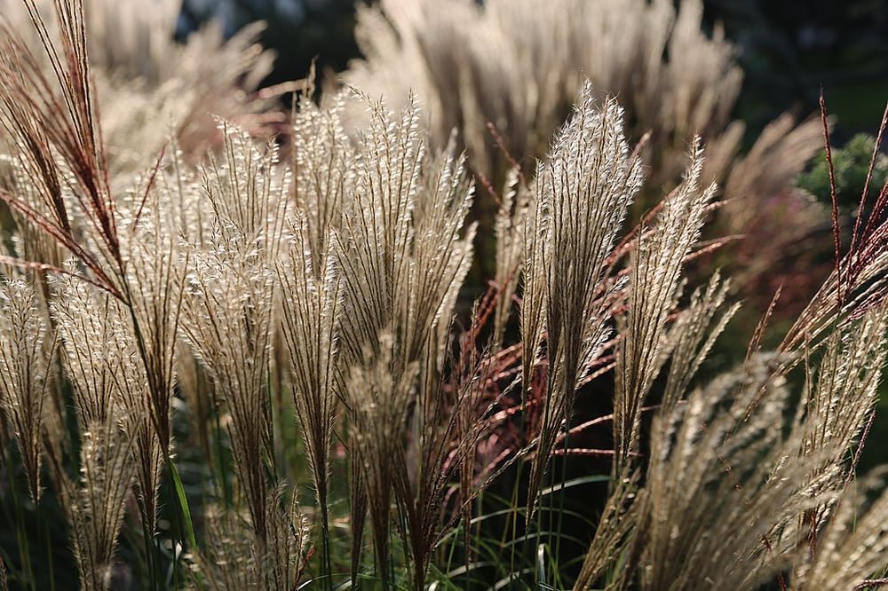 The Best Plants To Use As A Privacy Screen