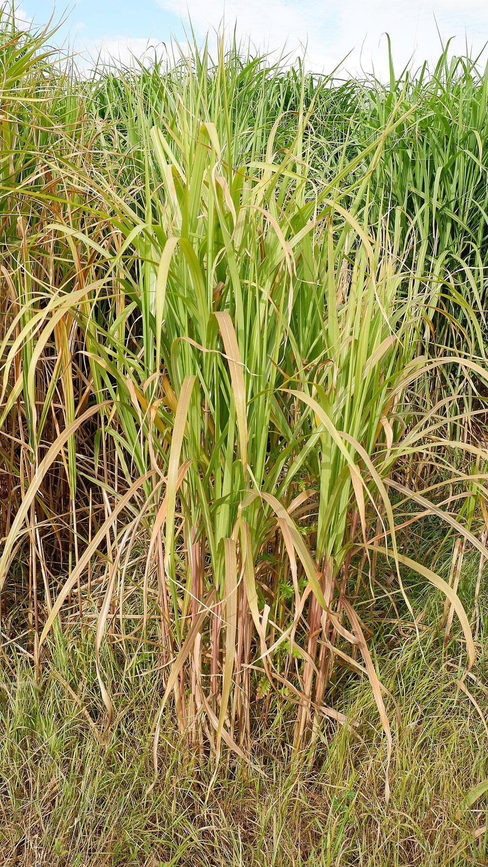 The Best Plants To Use As A Privacy Screen