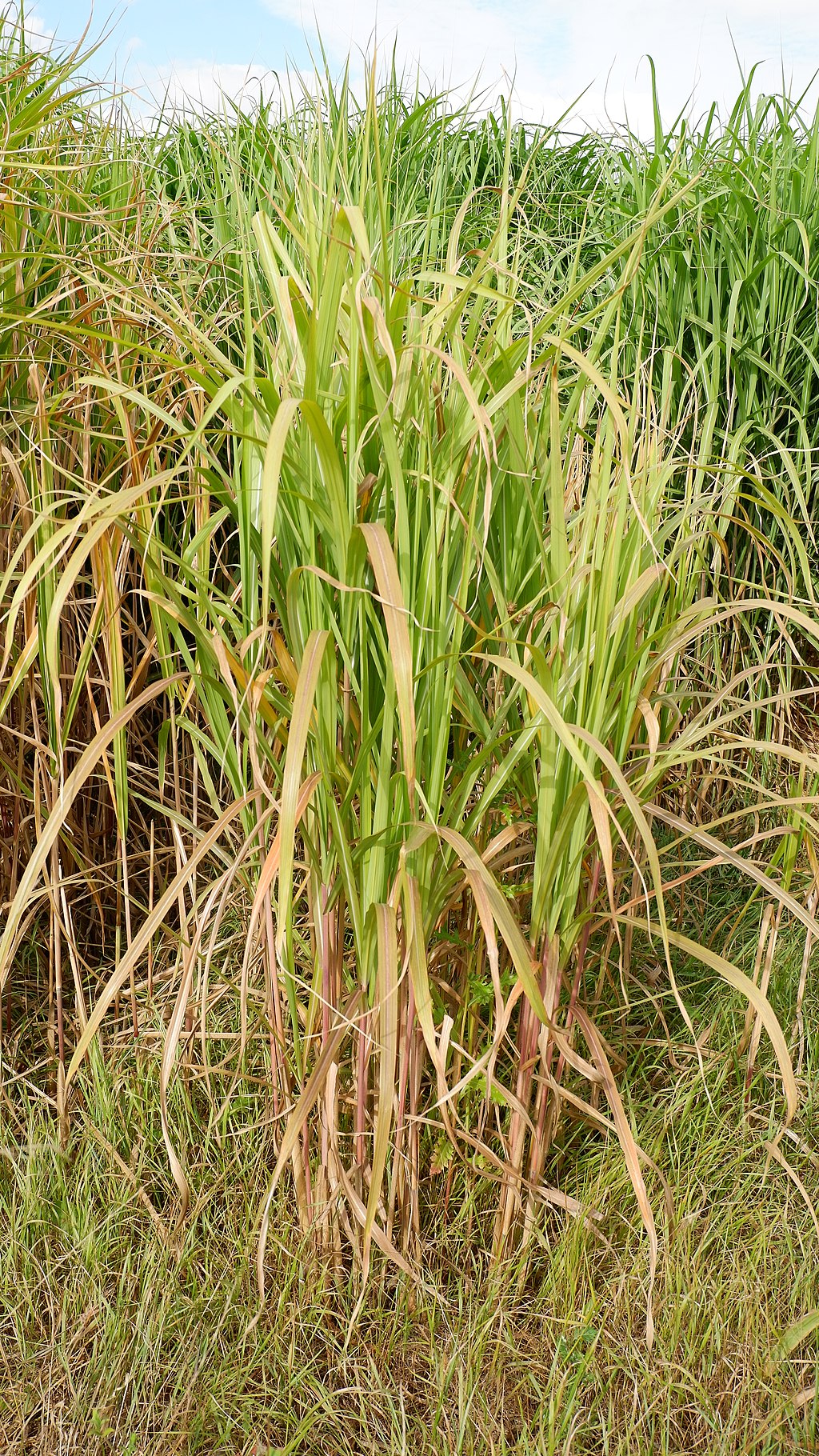 The Best Plants To Use As A Privacy Screen