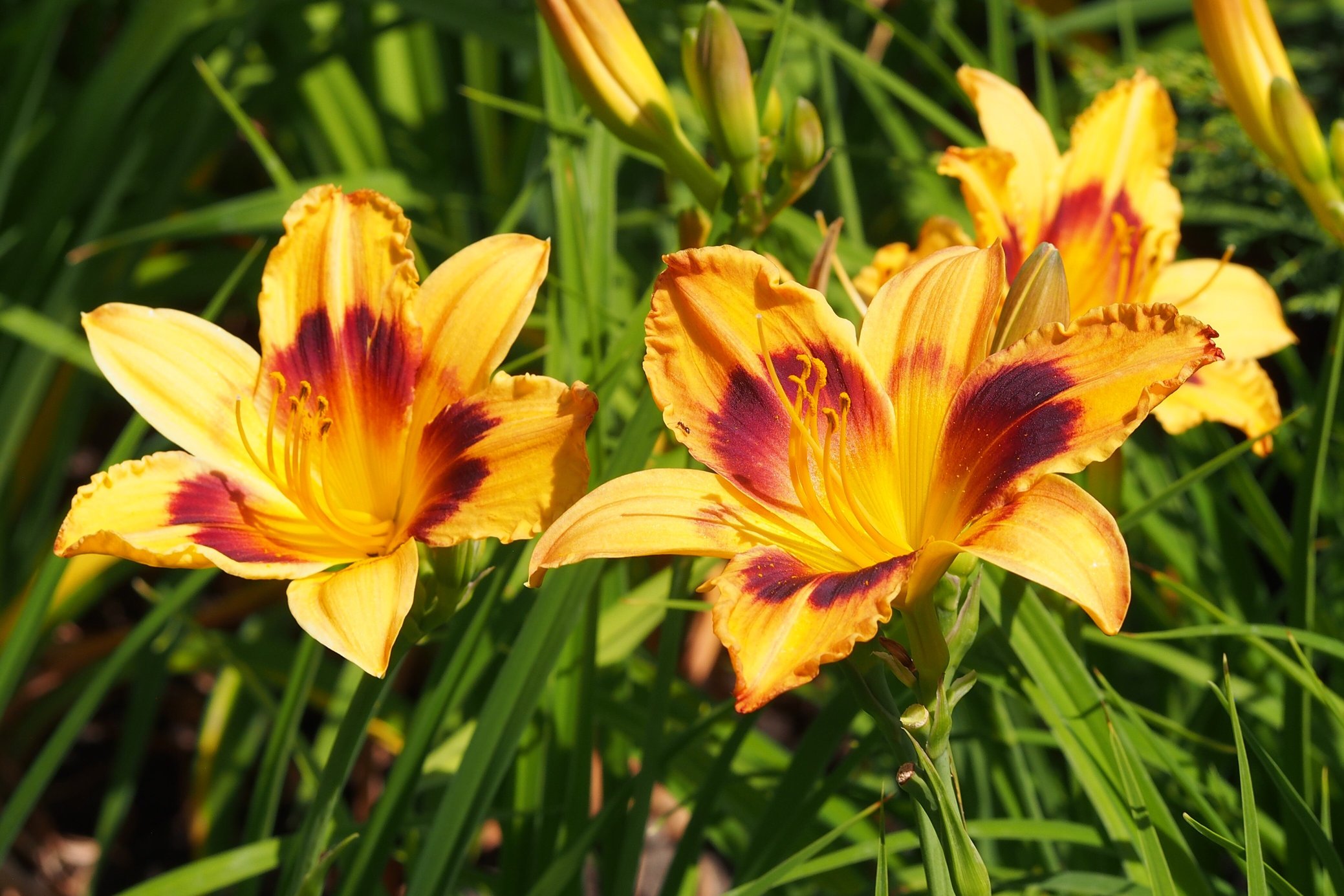 21 Low-Maintenance Trees, Shrubs & Perennials to Add to Your Boise Backyard