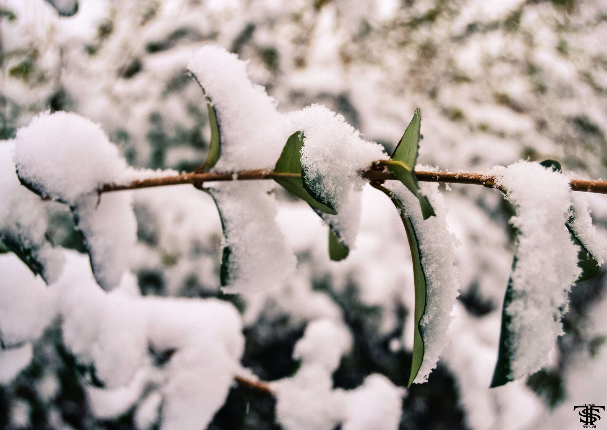 How to Protect Trees and Shrubs from Winter Weather