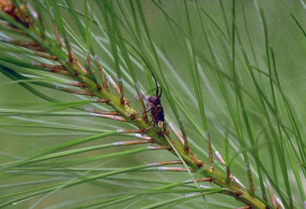 Why Is The Top Of My Spruce Tree Dying?